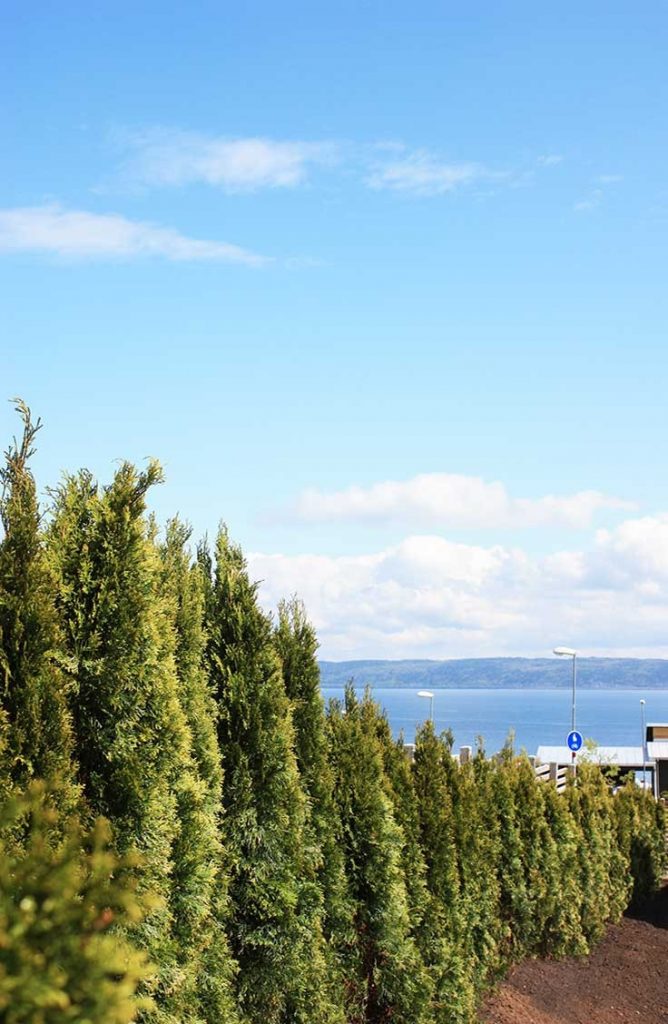 En omfattende guide til thujahække | Alt du skal vide - Plantinavia