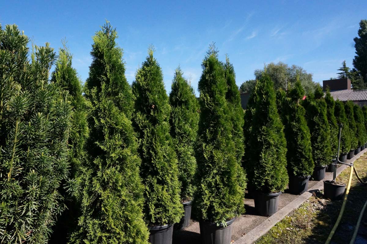 Fritvoksende planter eller potteplanter - Plantinavia Danmark