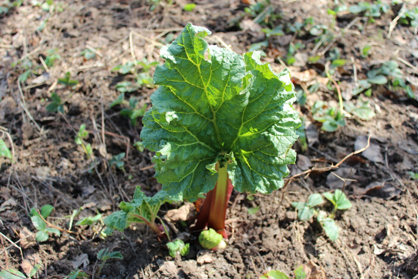 Spiselige planter i haven — sådan for du succes — Plantinavia Danmark