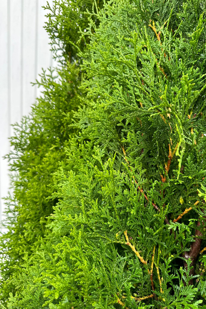 Thuja King of Brabant 300cm Vel forgrenet | Plantinavia