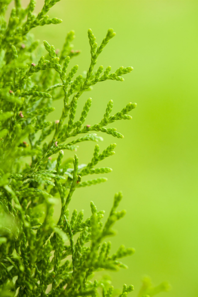 Thuja Smaragd 800cm Vel forgrenet | Plantinavia